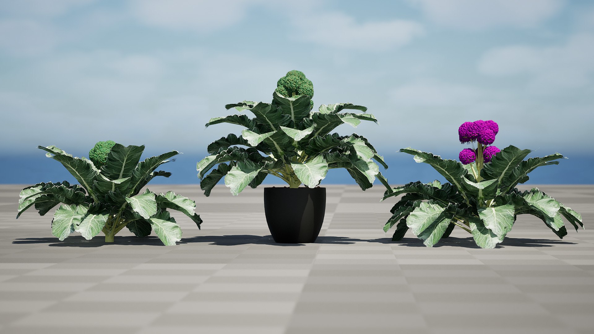 Realistic Broccoli Models 3D Model - TurboSquid 2347669