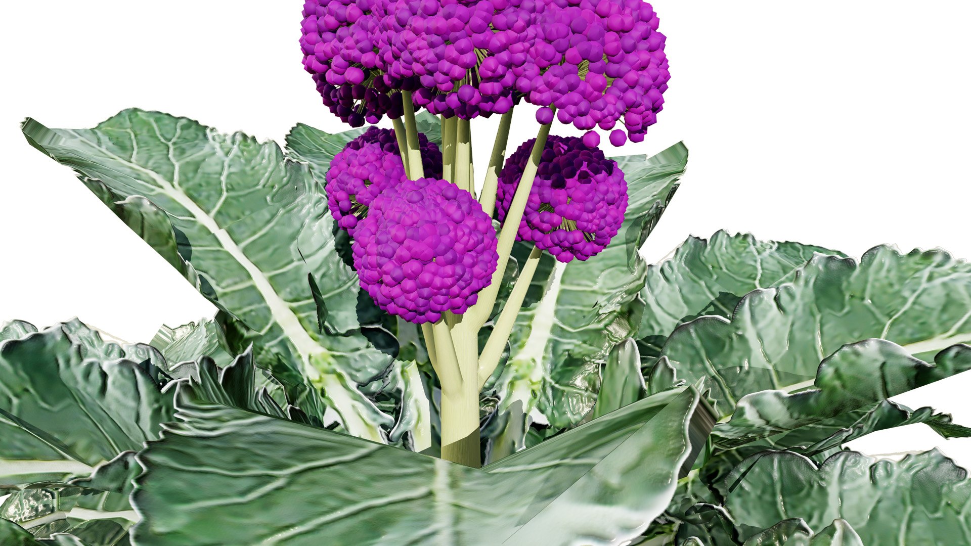 Realistic Broccoli Models 3D Model - TurboSquid 2347669
