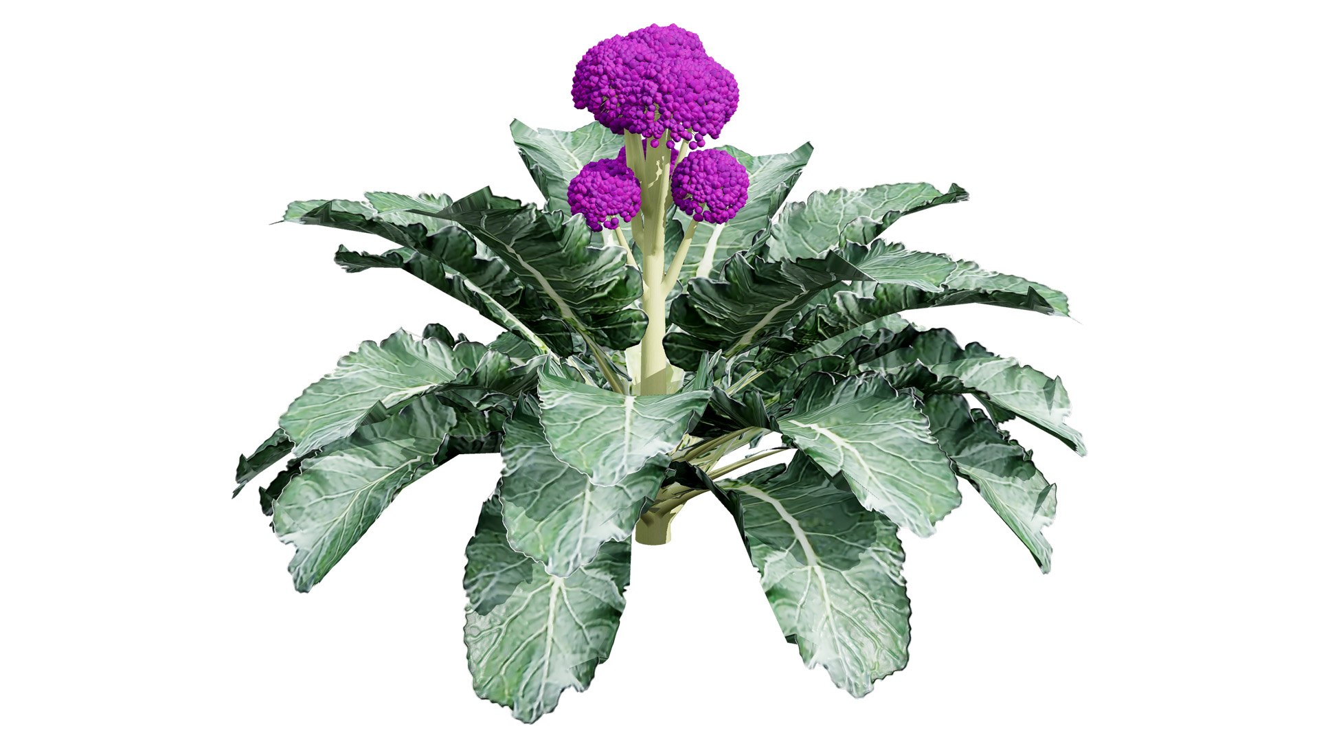 Realistic Broccoli Models 3D Model - TurboSquid 2347669