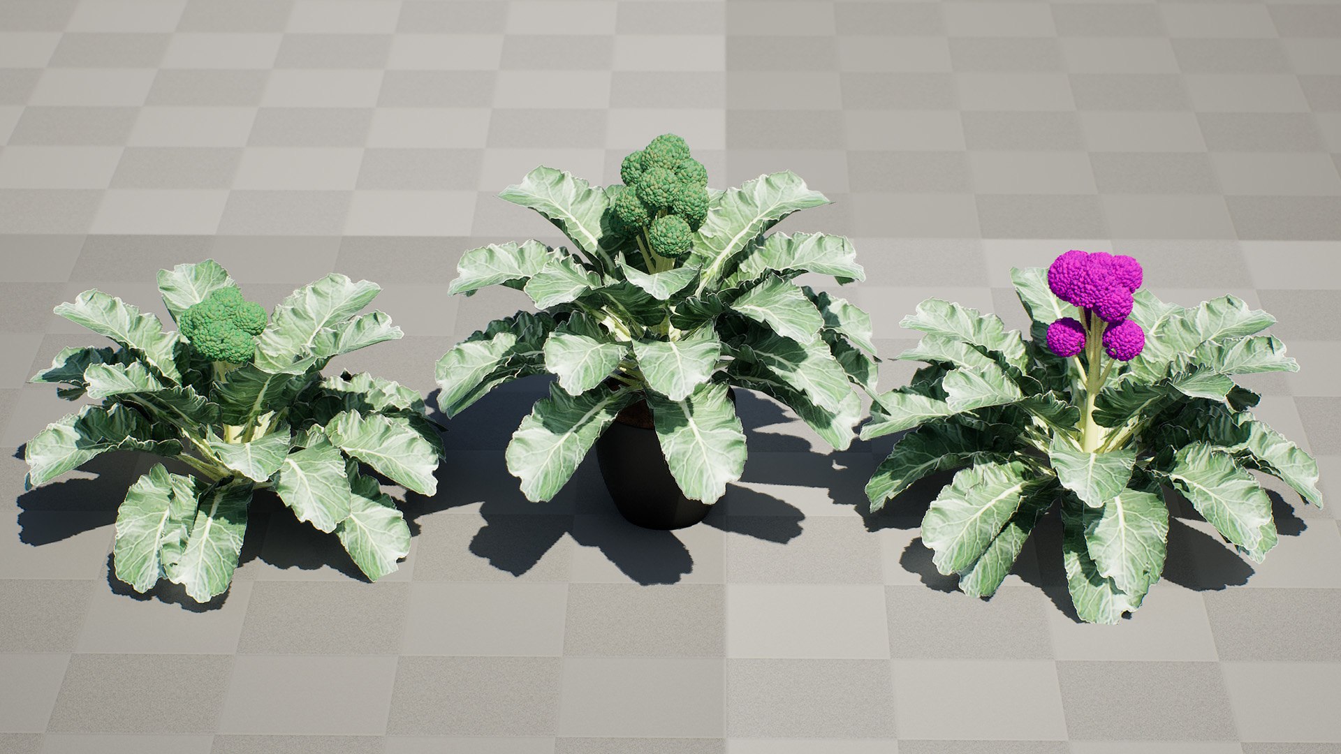 Realistic Broccoli Models 3D Model - TurboSquid 2347669