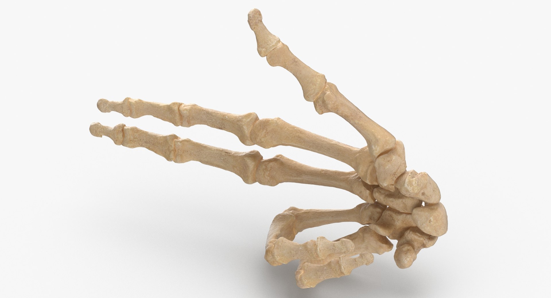 3D Human Hand Bones Gun Model - TurboSquid 1610614