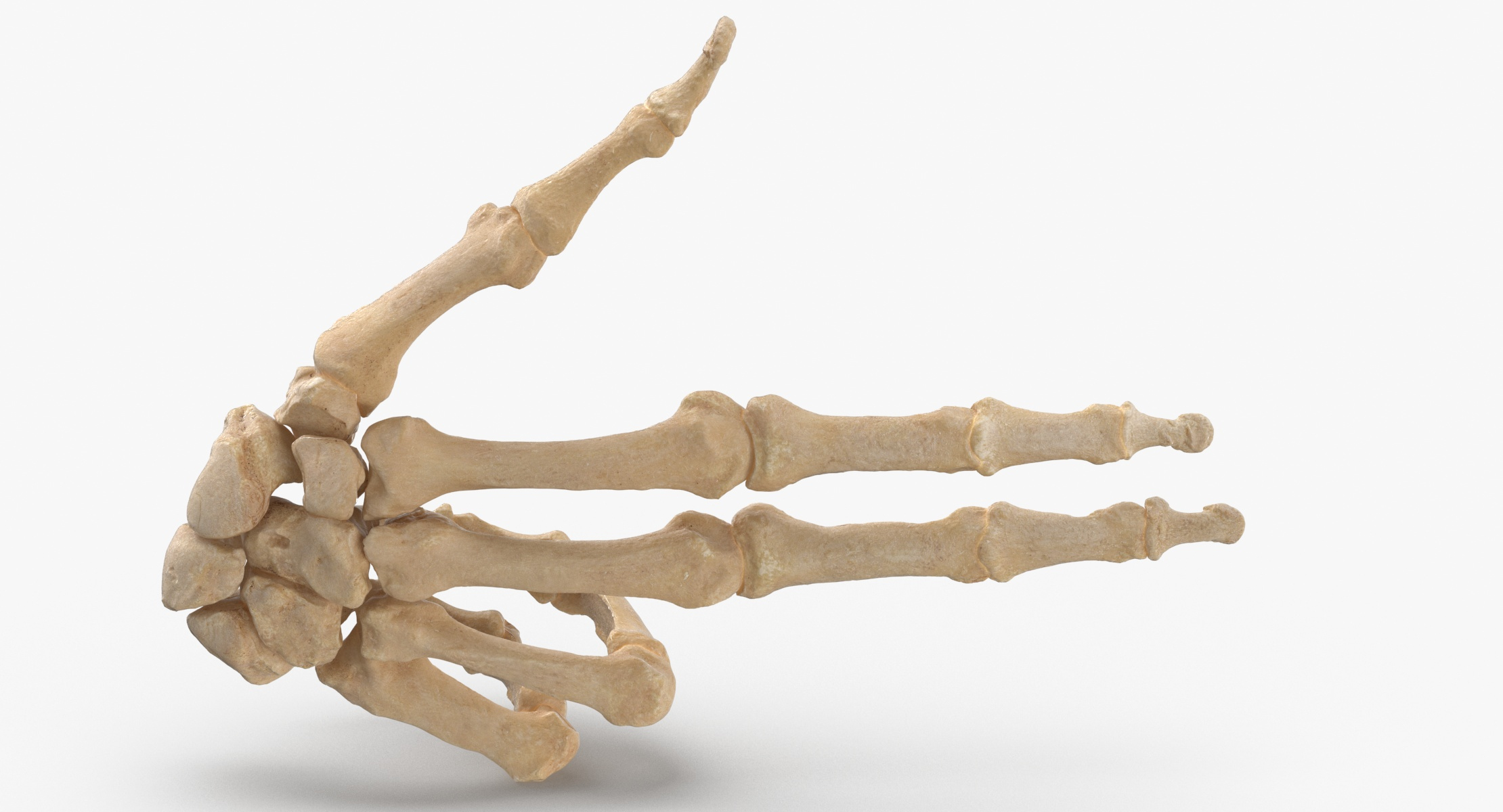 3D human hand bones gun model - TurboSquid 1610614