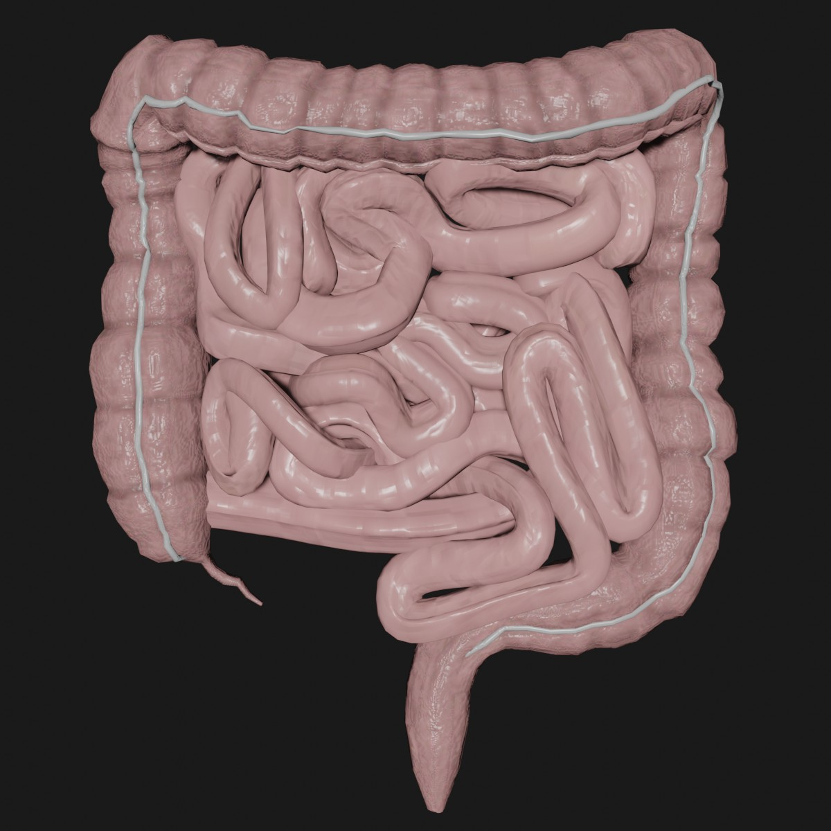modelo 3d Intestino - TurboSquid 1674002
