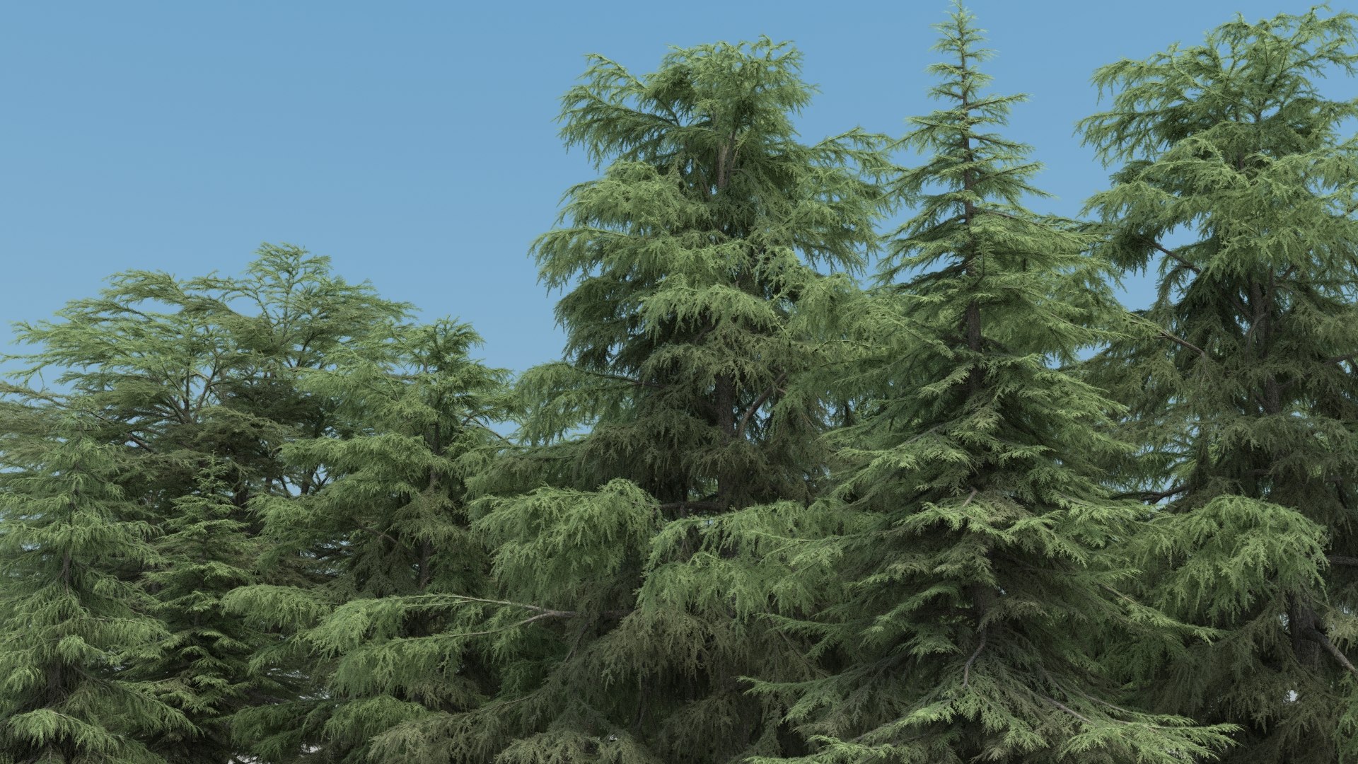 20 Cedrus Trees 3d Max