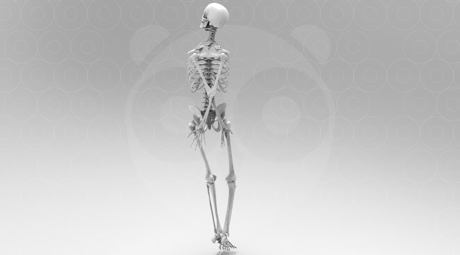 3D Model Skeleton Pose - TurboSquid 2108047