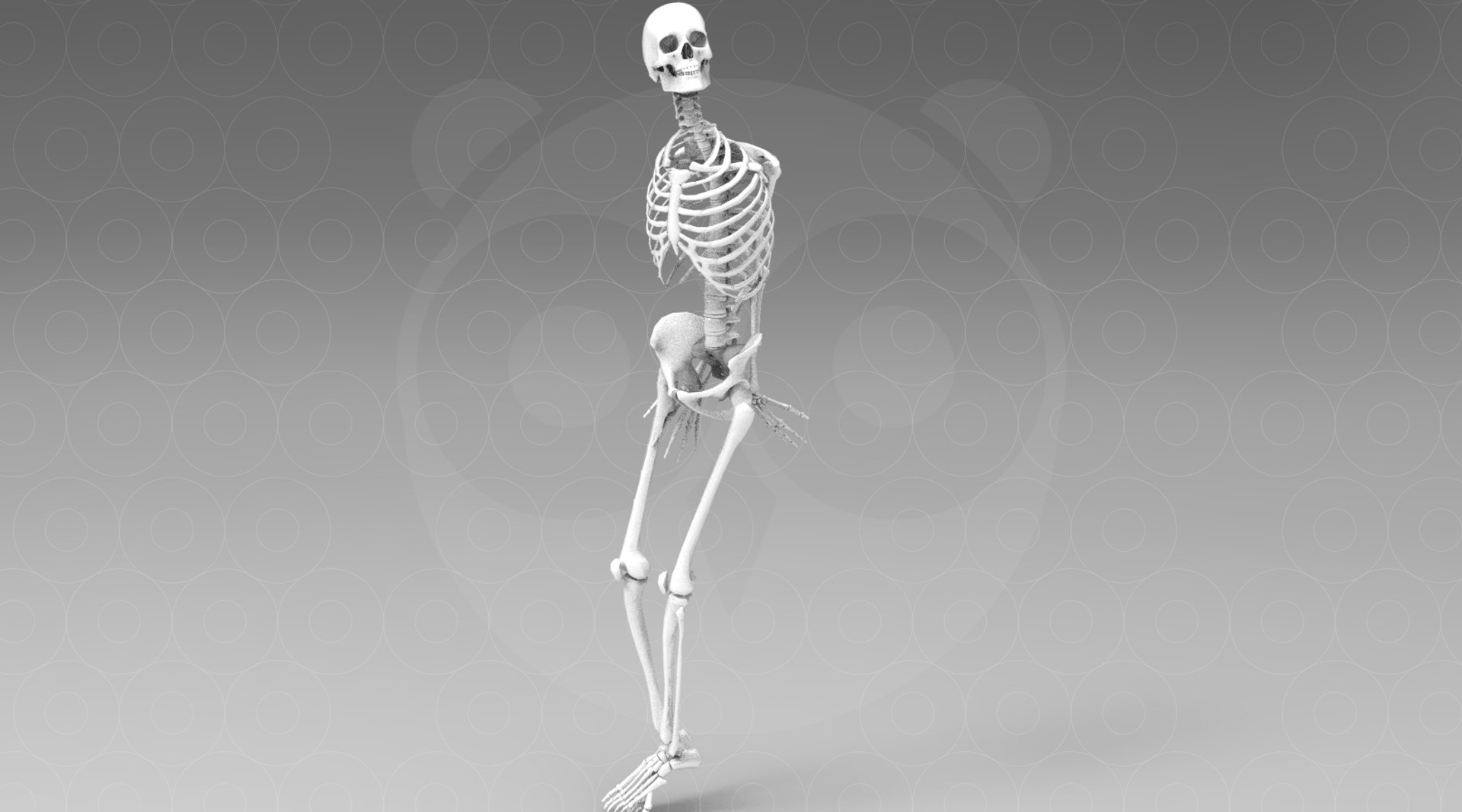 3D Model Skeleton Pose - TurboSquid 2108047