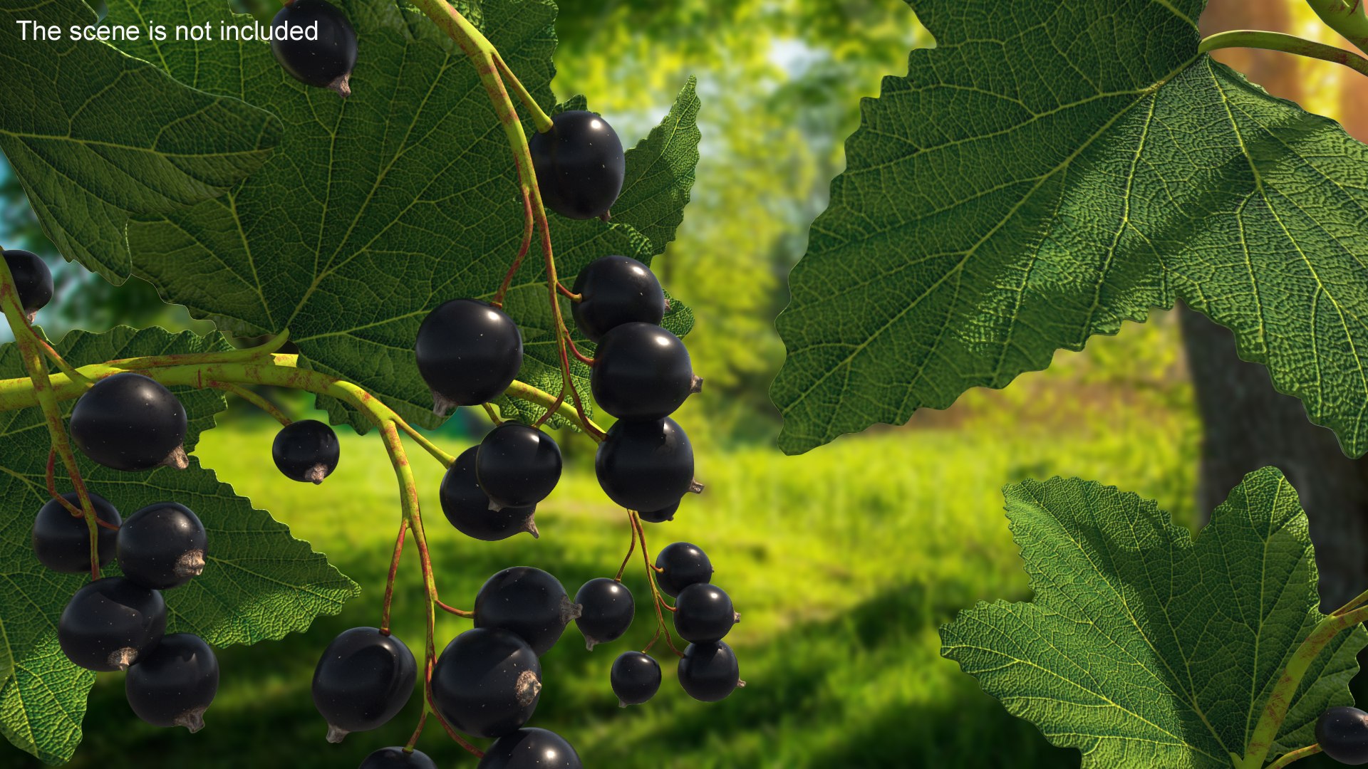 3D Berry Branches Collection - TurboSquid 2035991