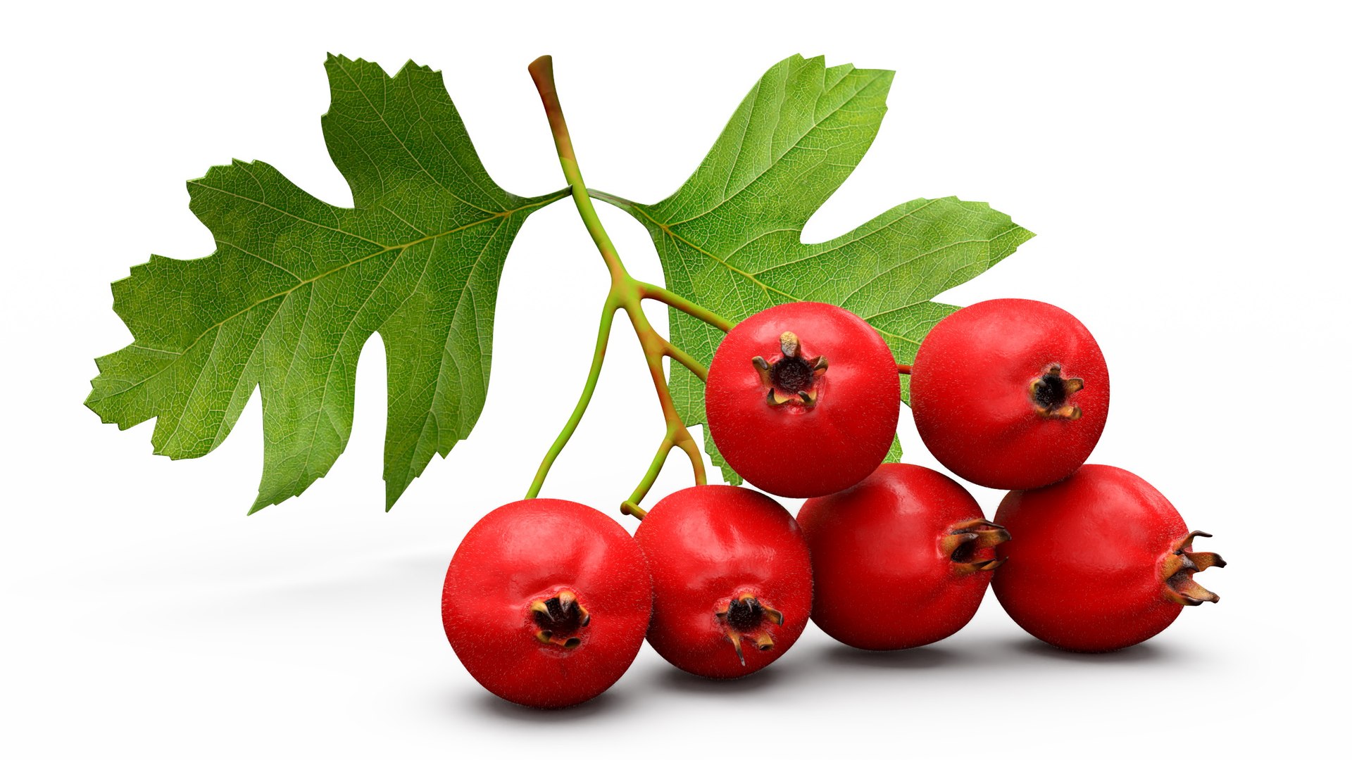 3D Berry Branches Collection - TurboSquid 2035991