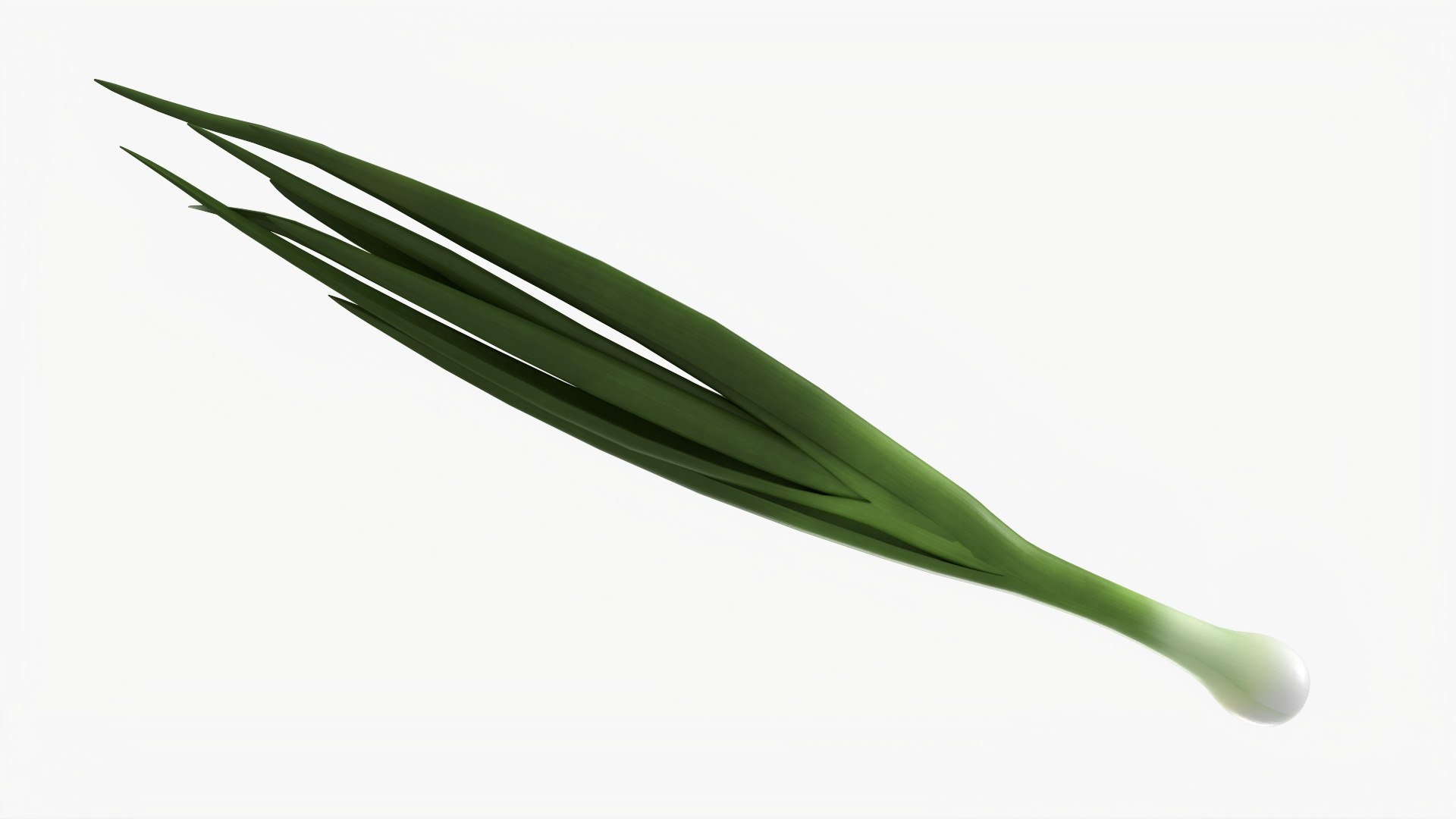 3D Spring Onions 04 Model - TurboSquid 1777299