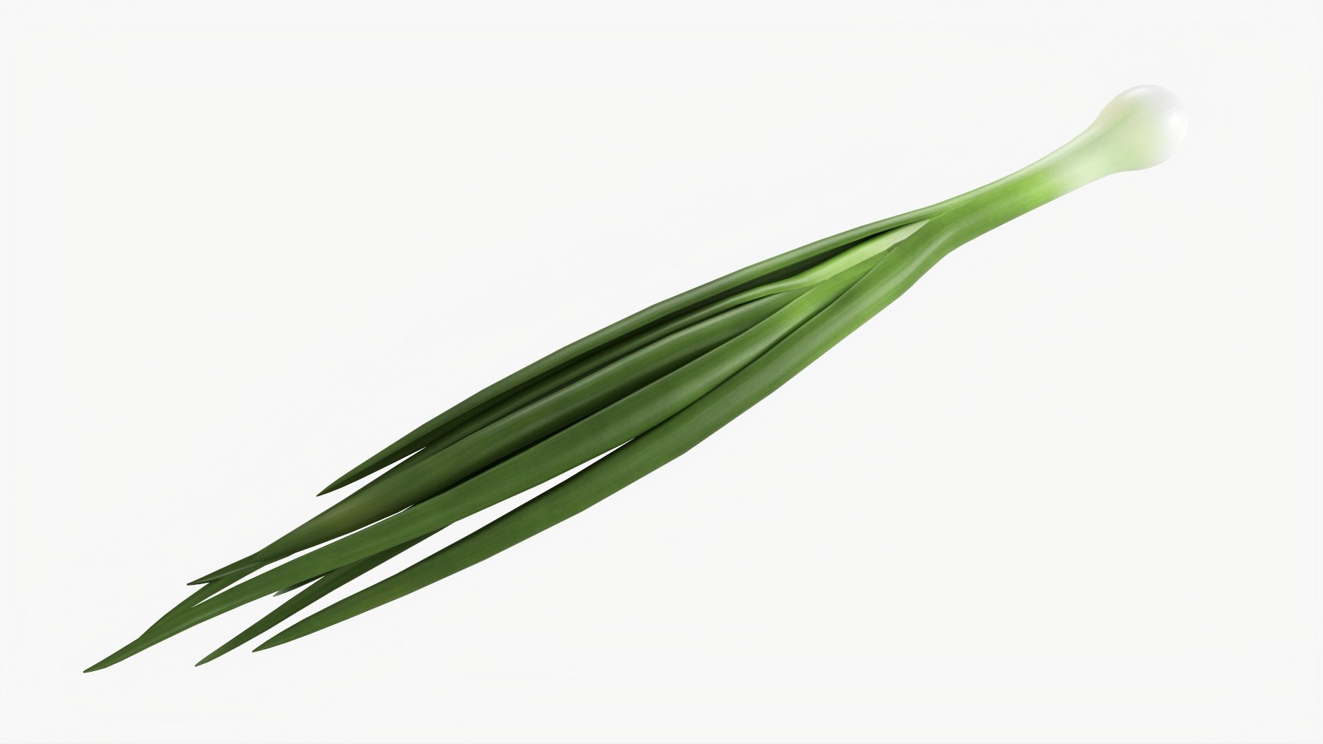 3D Spring Onions 04 Model - TurboSquid 1777299