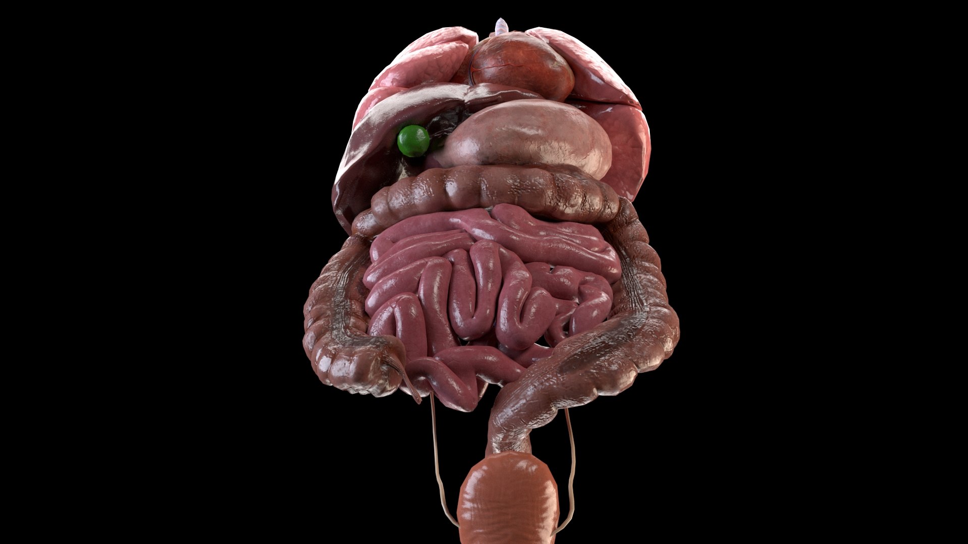 3D Model Internal Organs - TurboSquid 1504016