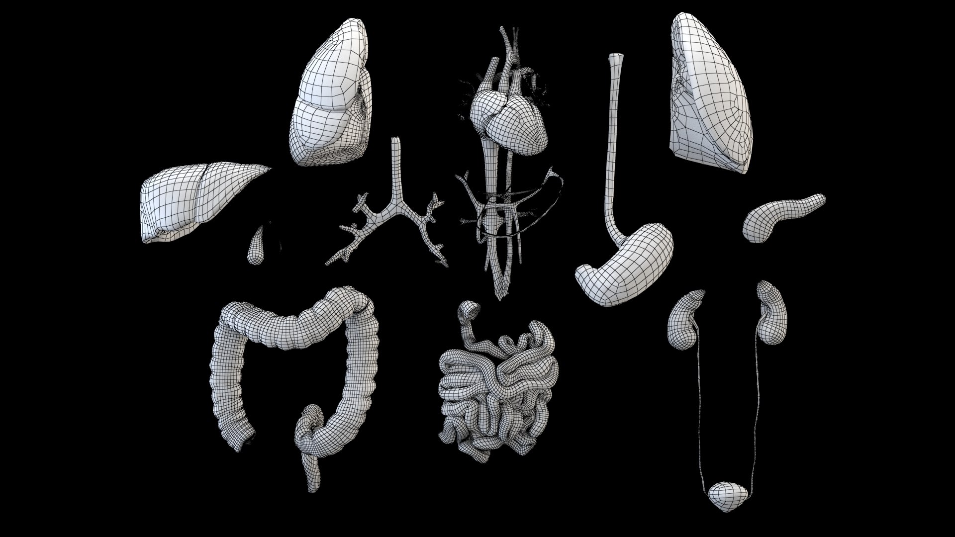 3D Model Internal Organs - TurboSquid 1504016