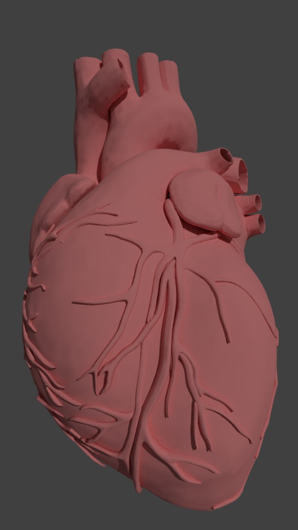 Realistic Human Heart 3d Model