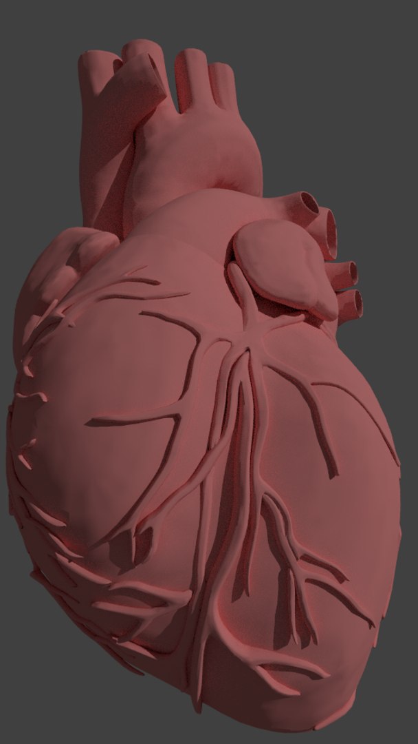 Realistic Human Heart 3d Model