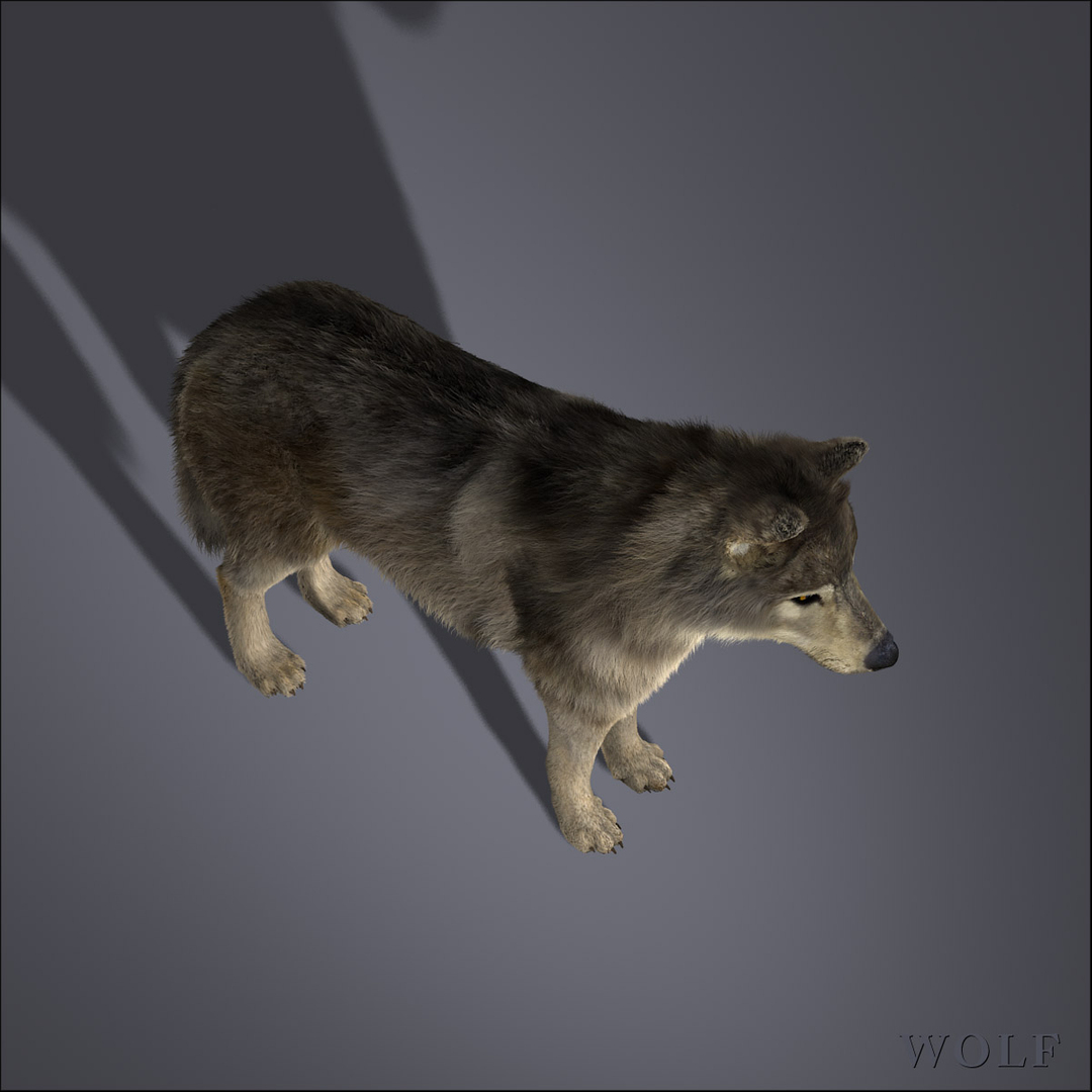 wolf fur 3d model