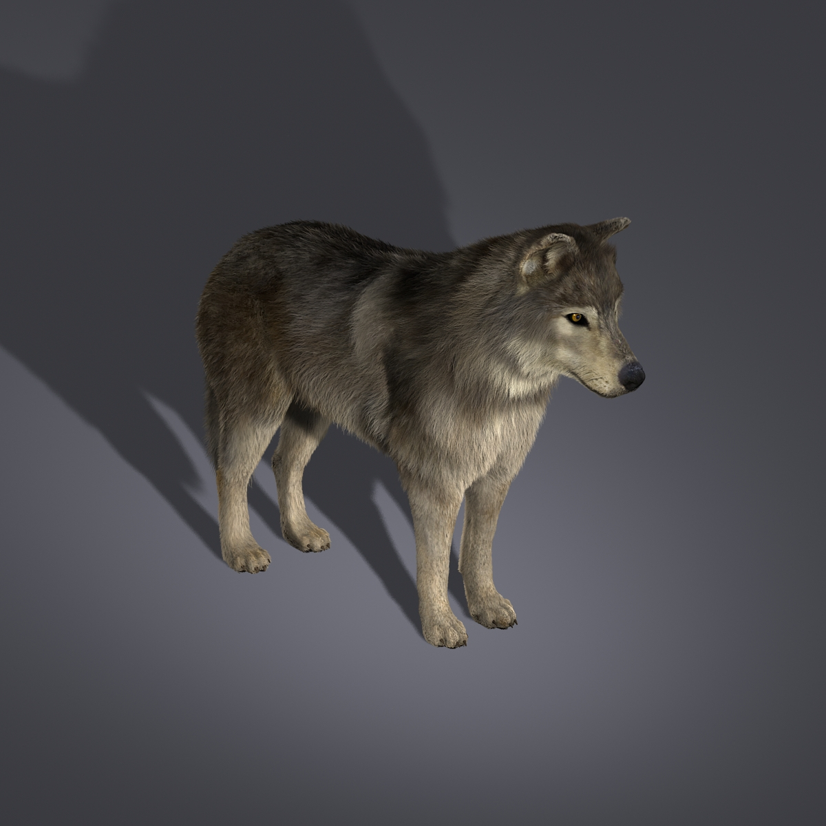wolf fur 3d model