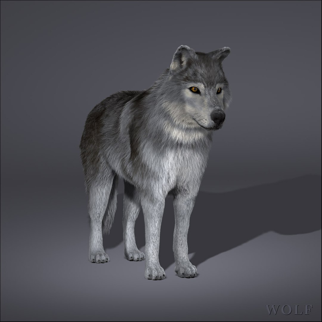 Wolf Fur 3d Model