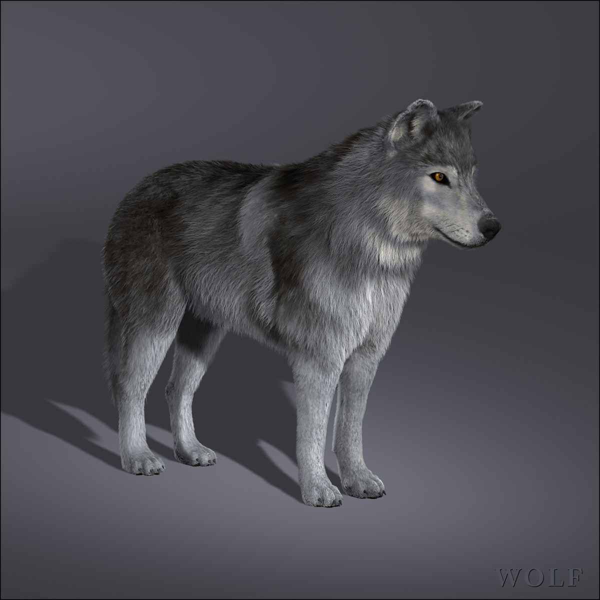 wolf fur 3d model