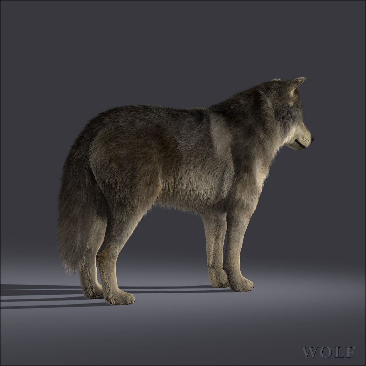 wolf fur 3d model