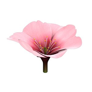Flower 3D - TurboSquid 1343662