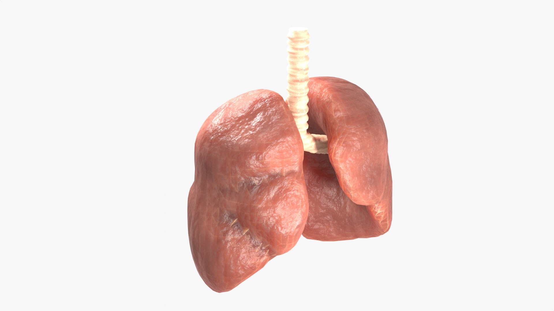 3D Human Lungs - TurboSquid 1992659