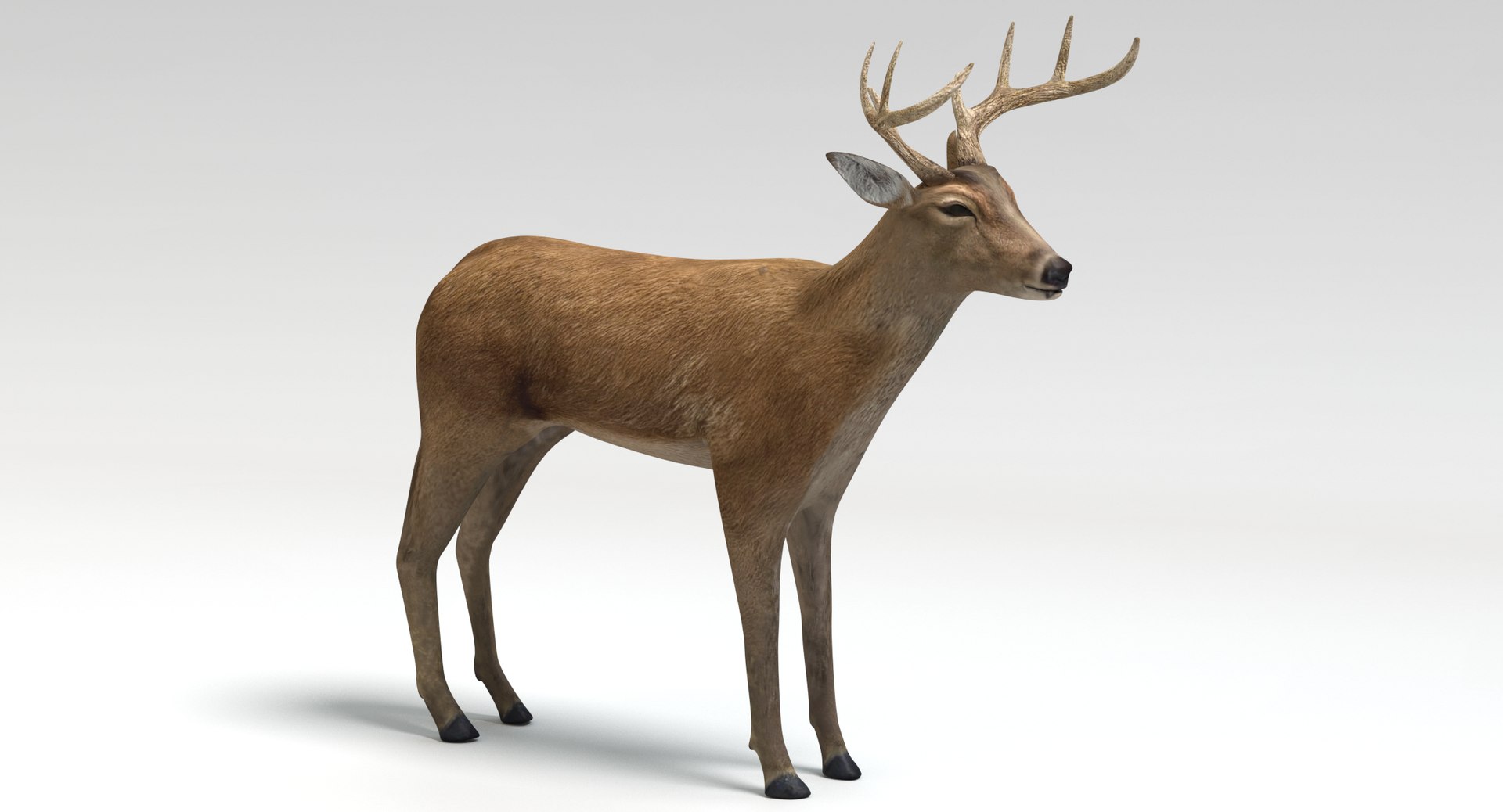 Deer Animations Model - TurboSquid 1193049