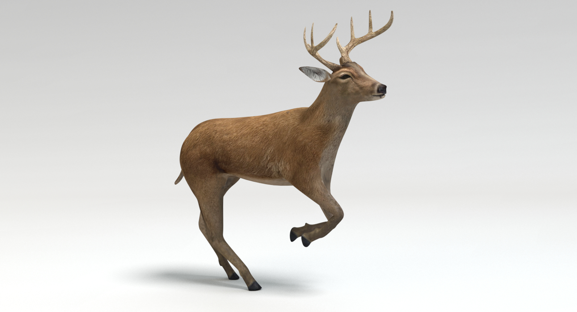 Deer Animations Model - TurboSquid 1193049