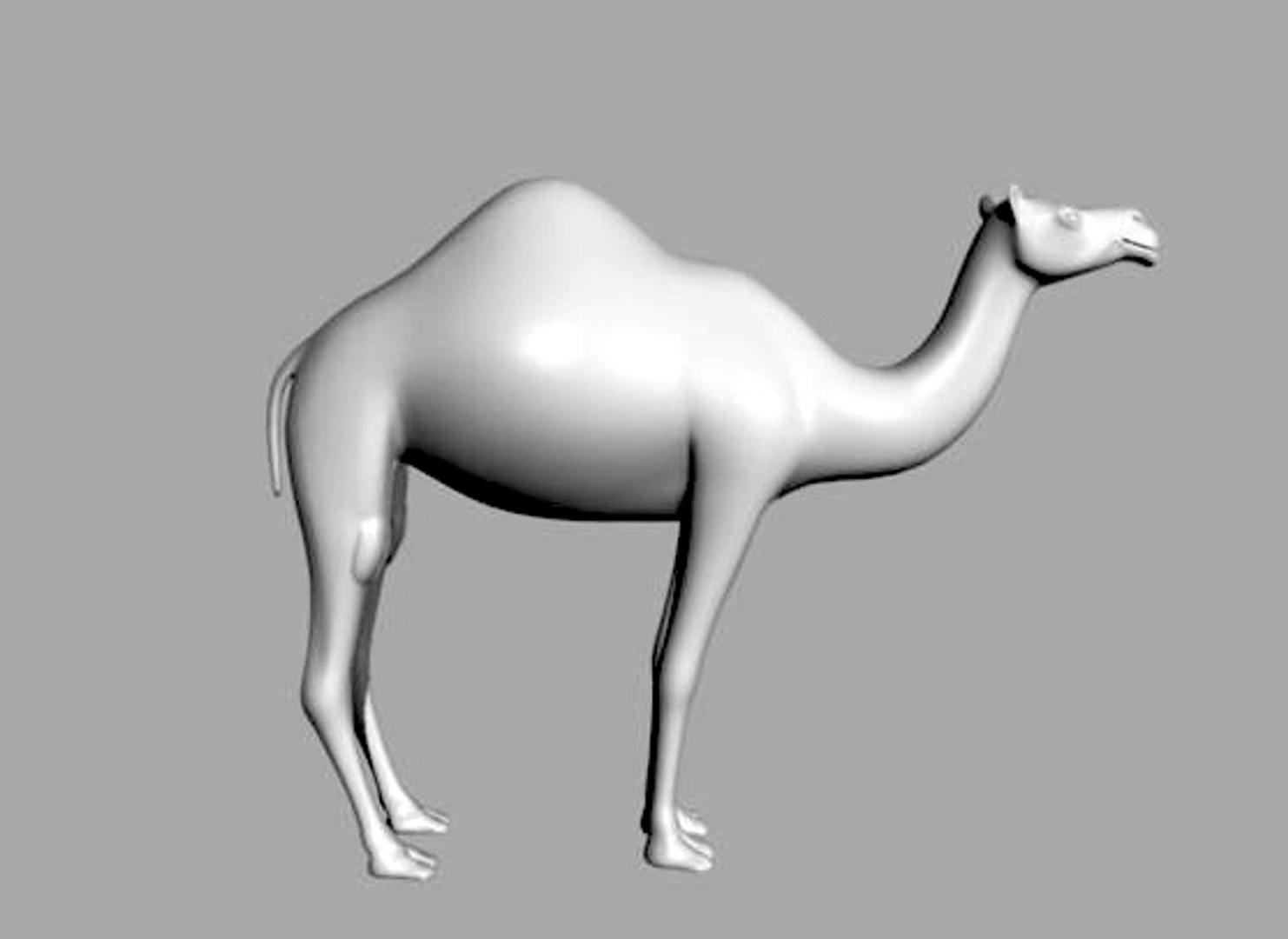 3d Dromedary Camel Model