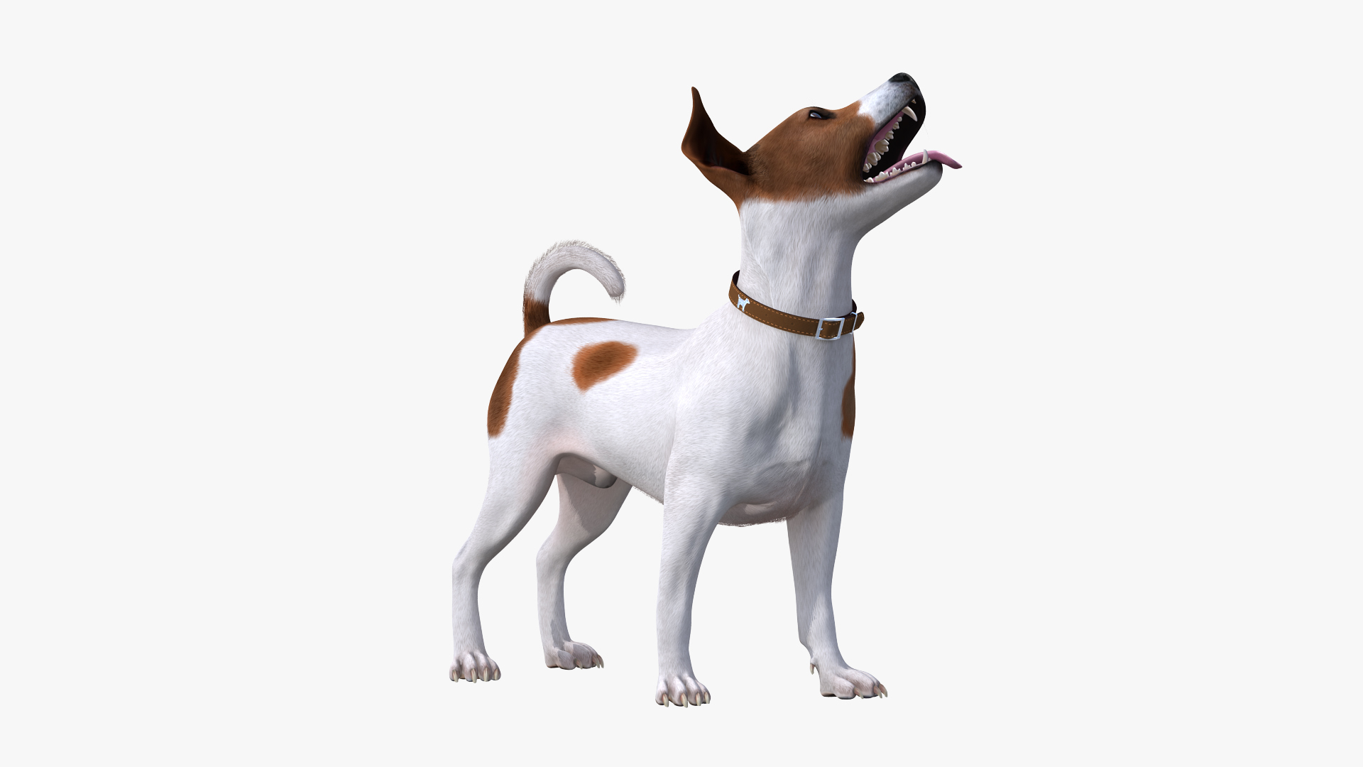 3D Spotted Jack Russell Terrier Model - TurboSquid 1456862