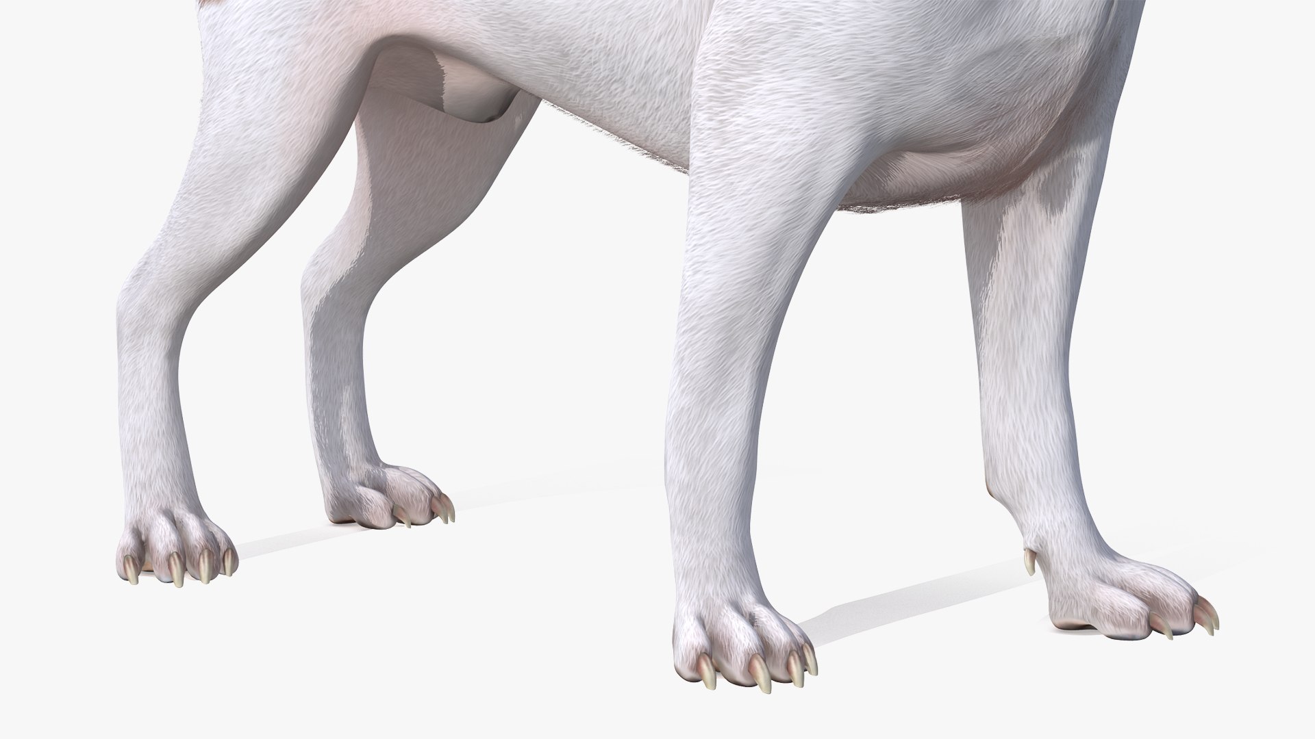3D Spotted Jack Russell Terrier Model - TurboSquid 1456862