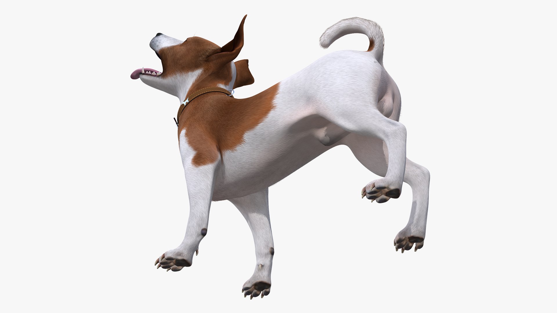 3D Spotted Jack Russell Terrier Model - TurboSquid 1456862