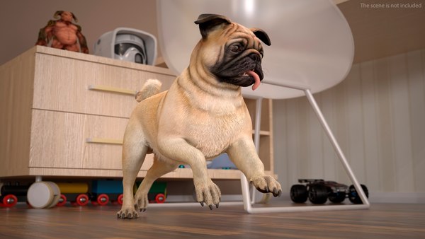 Pug dog run pose 3D - TurboSquid 1681963
