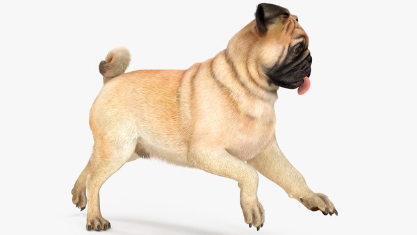 Pug dog run pose 3D - TurboSquid 1681963