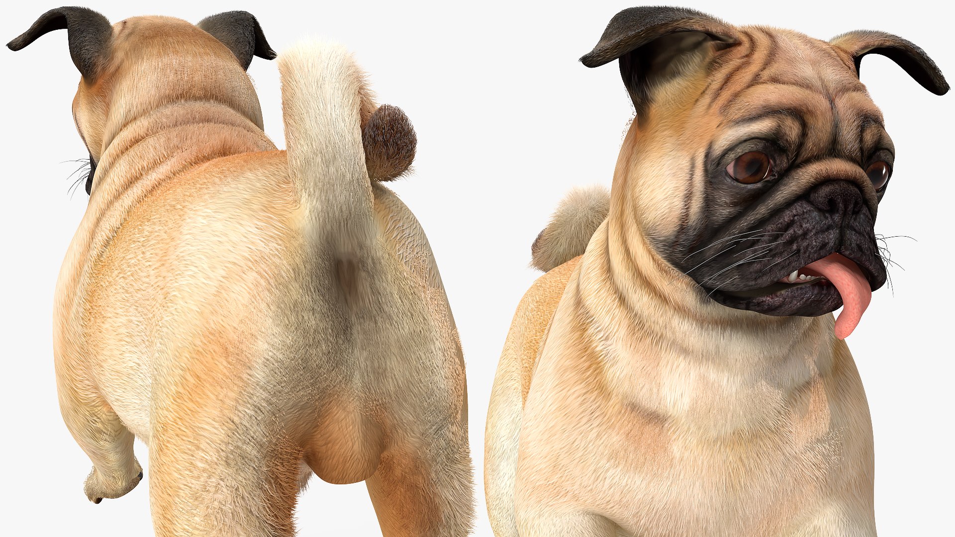 Pug dog run pose 3D - TurboSquid 1681963