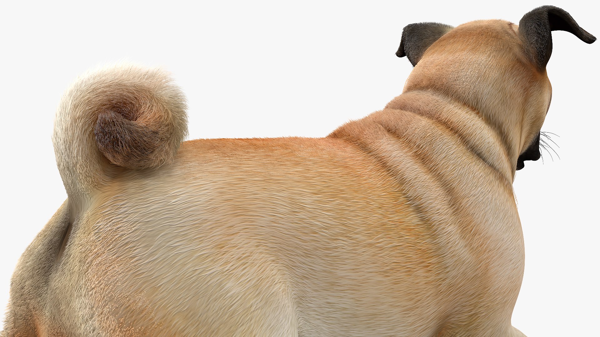 Pug dog run pose 3D - TurboSquid 1681963