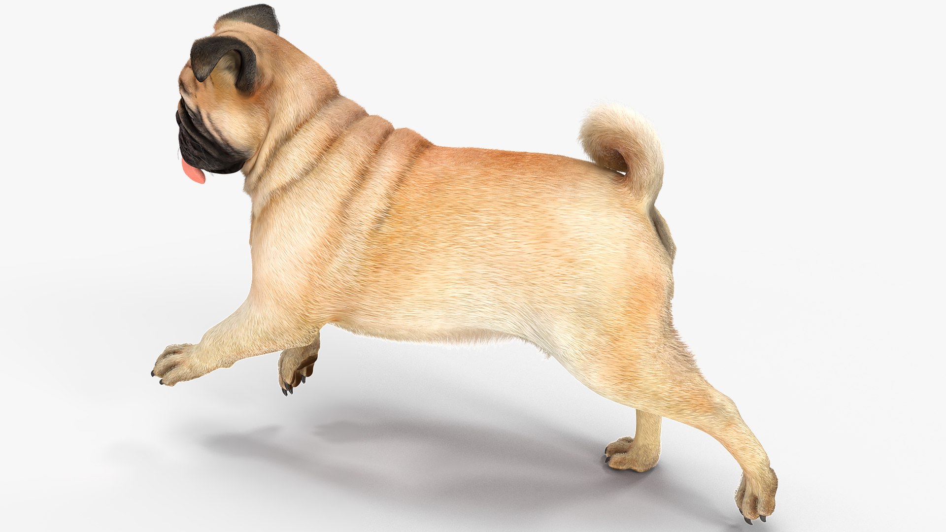 Pug dog run pose 3D - TurboSquid 1681963