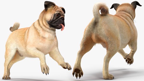 Pug dog run pose 3D - TurboSquid 1681963