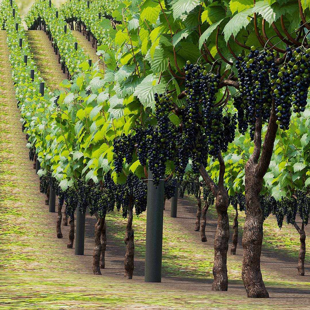 modelo 3d Vitis vinífera v2 - TurboSquid 1943581