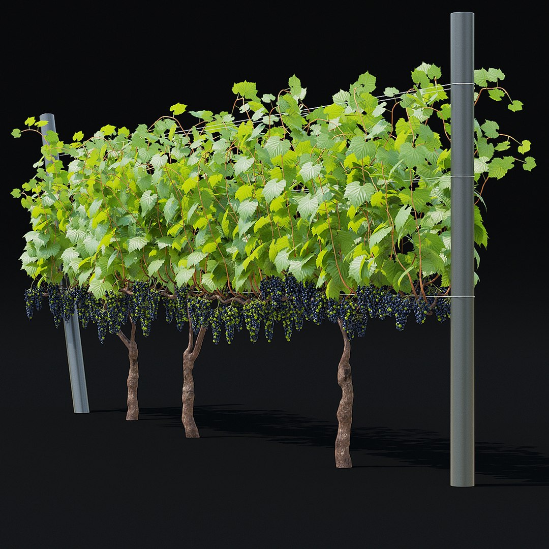 Vitis Vinifera V2 3D Model - TurboSquid 1943581