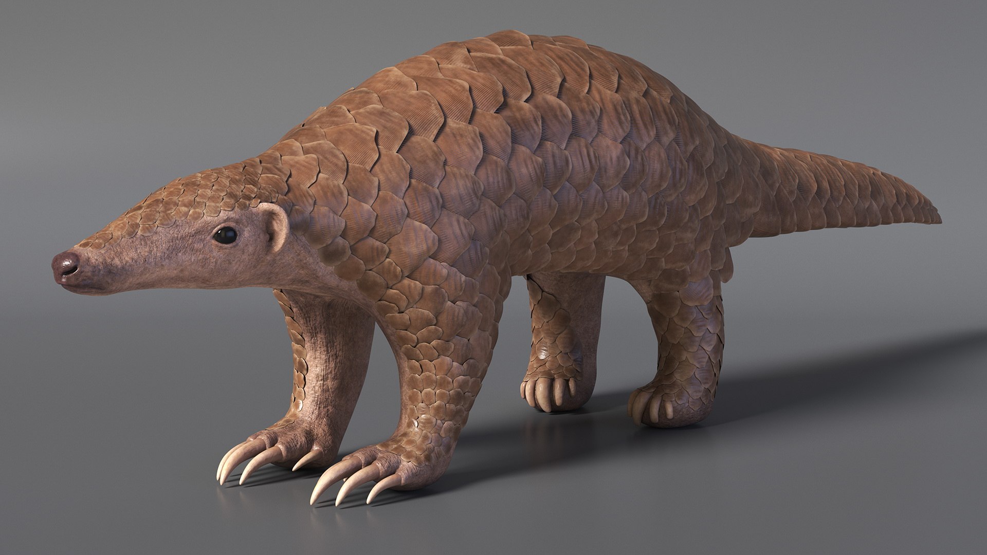Pangolin Rigged For Cinema 4D 3D Model - TurboSquid 2268660