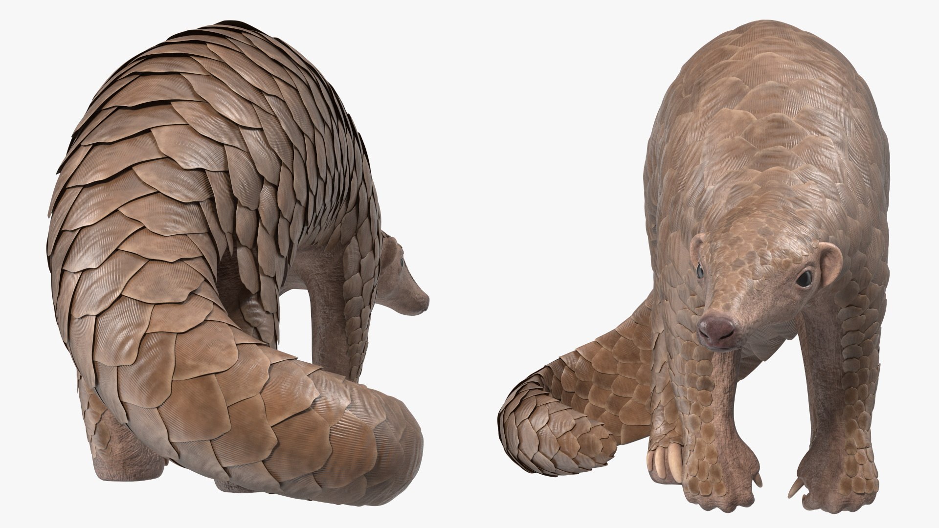 Pangolin Rigged For Cinema 4D 3D Model - TurboSquid 2268660
