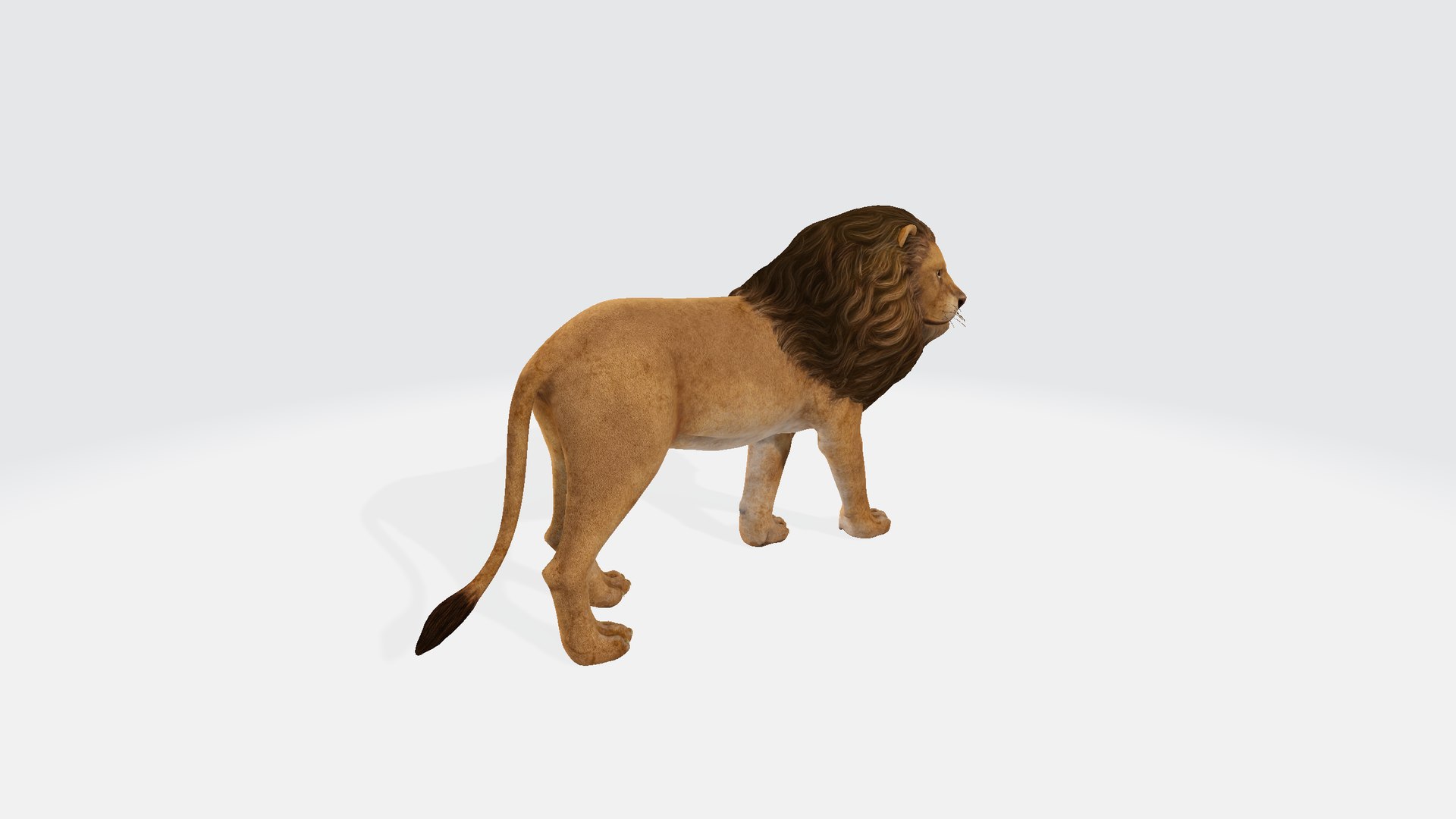 Lion Model - TurboSquid 2305726