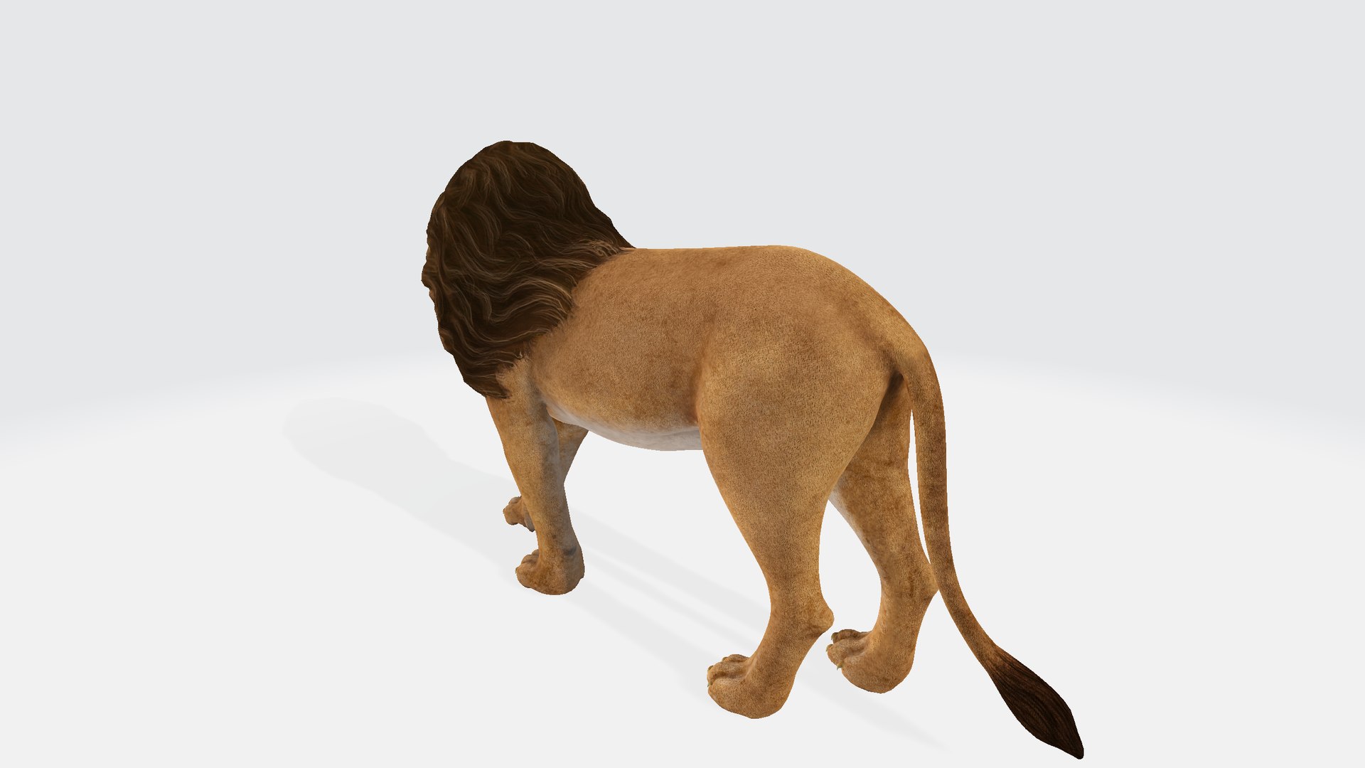 Lion Model - TurboSquid 2305726
