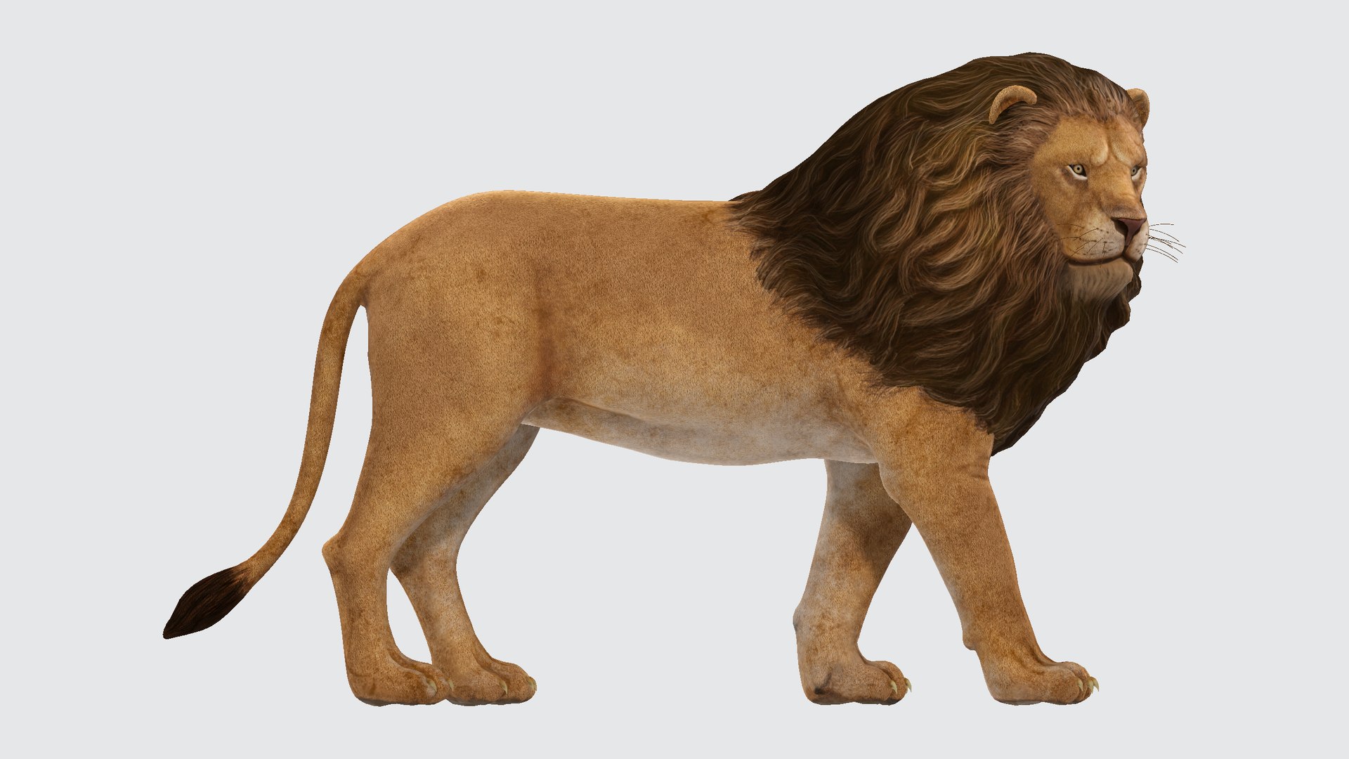 Lion Model - TurboSquid 2305726