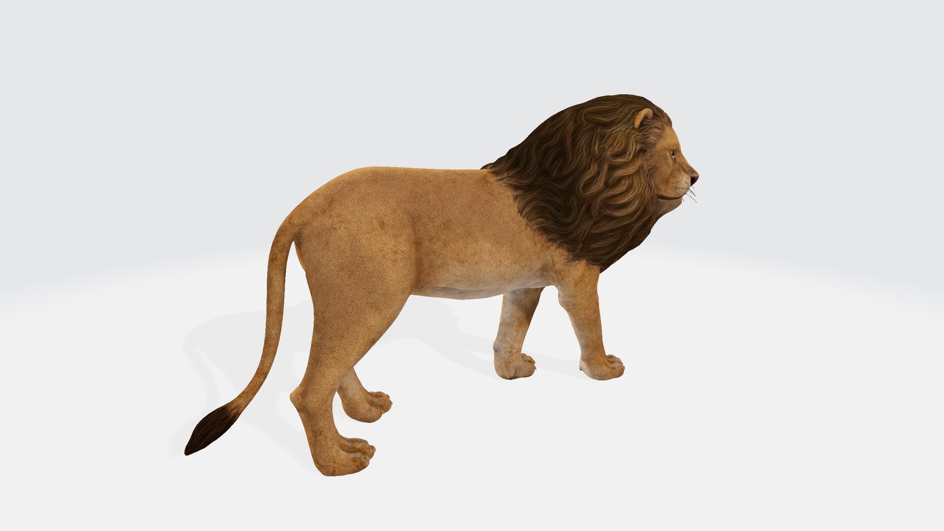 Lion Model - TurboSquid 2305726