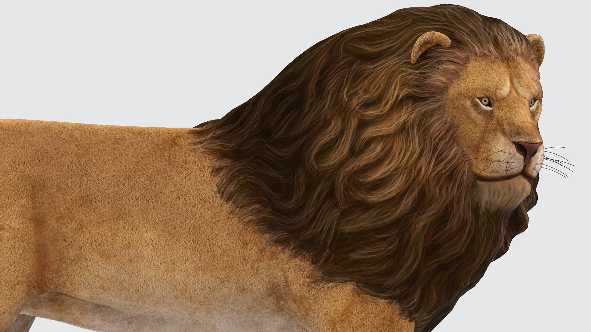 Lion Model - TurboSquid 2305726