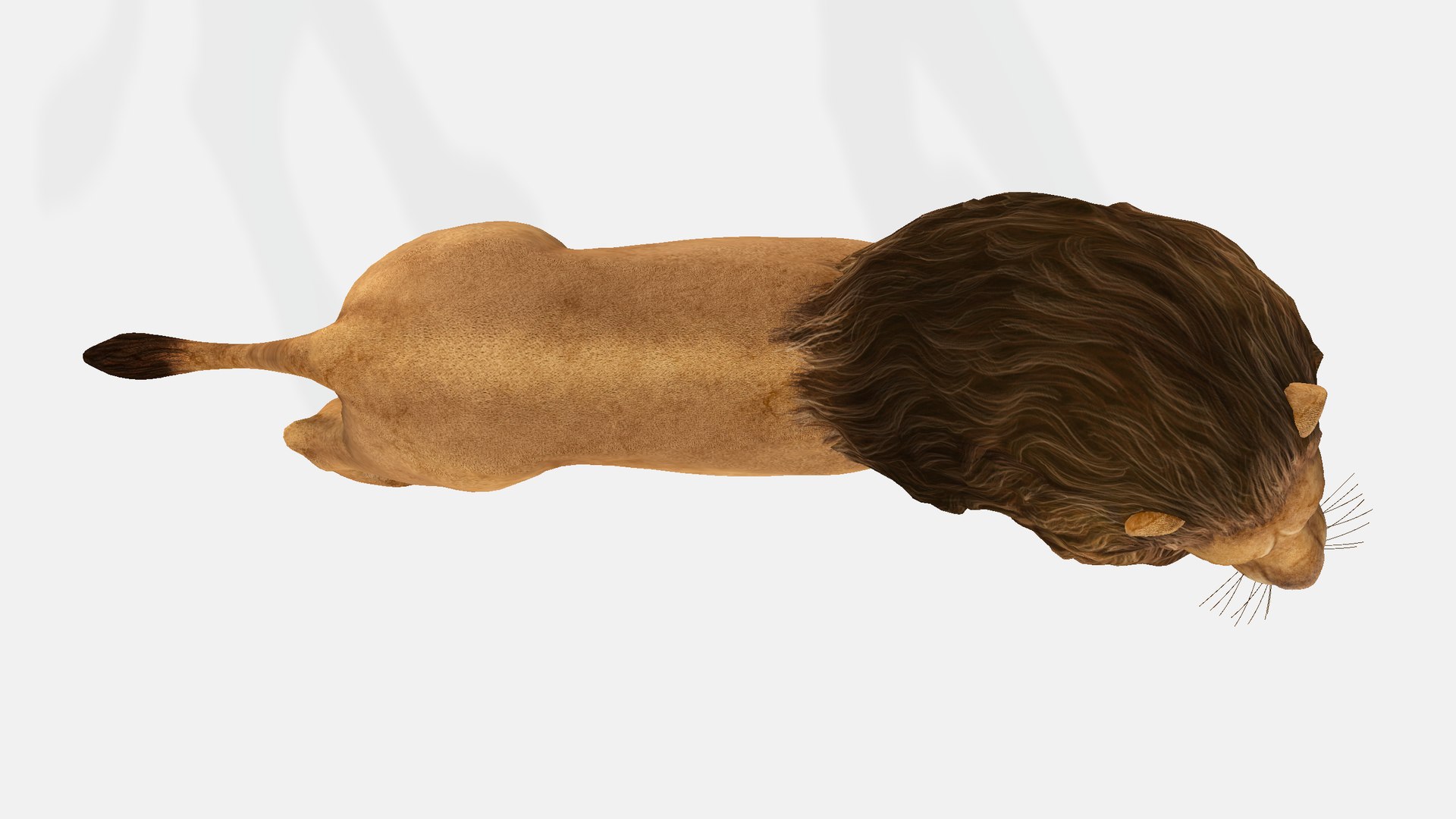 Lion Model - TurboSquid 2305726