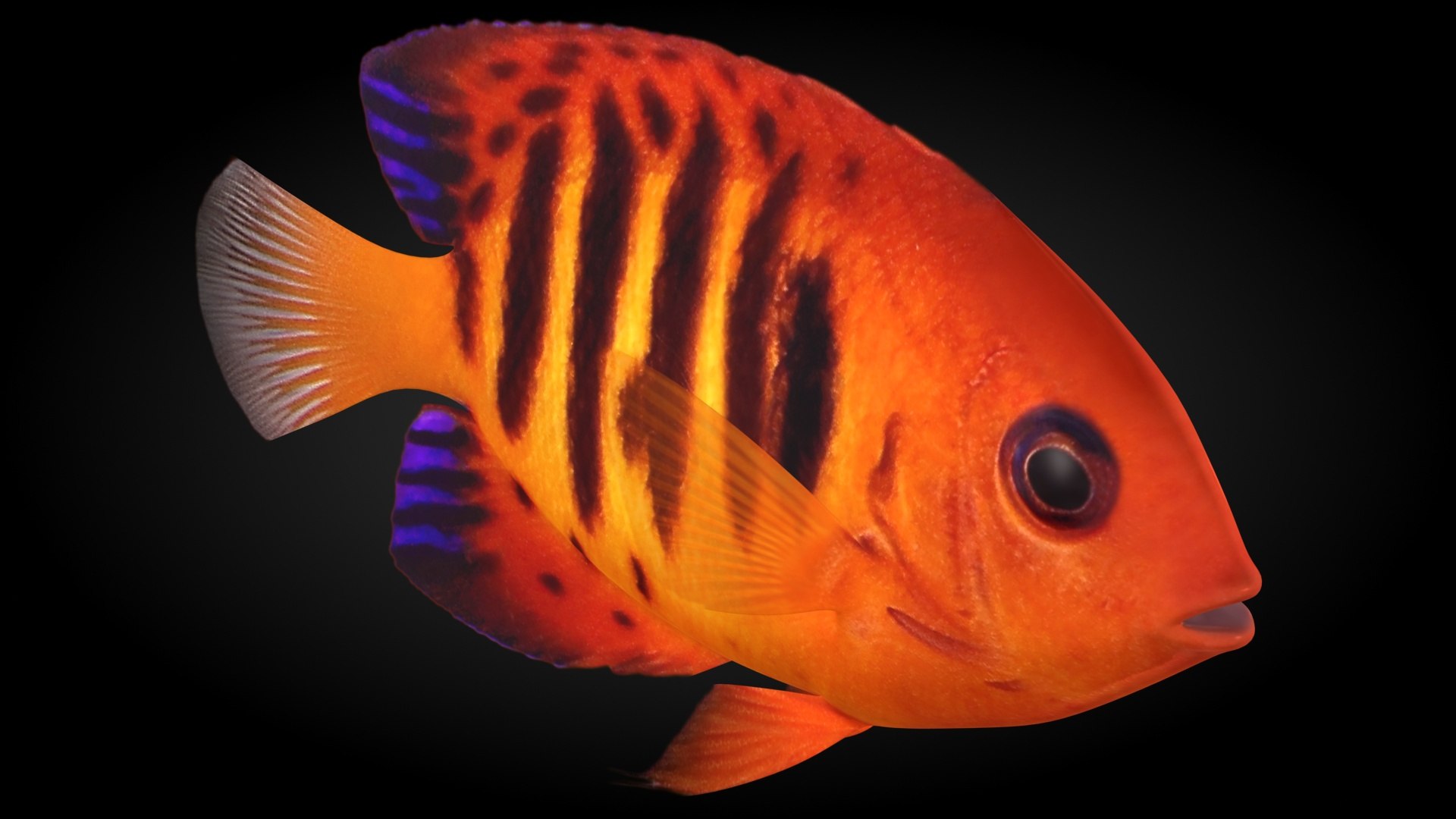 Flame Angelfish Rigged 3D Model - TurboSquid 1517052