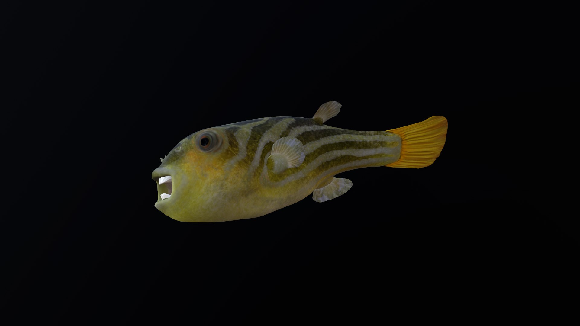 animated pufferfish blowfish puffer coral fish Modelo 3D - TurboSquid ...