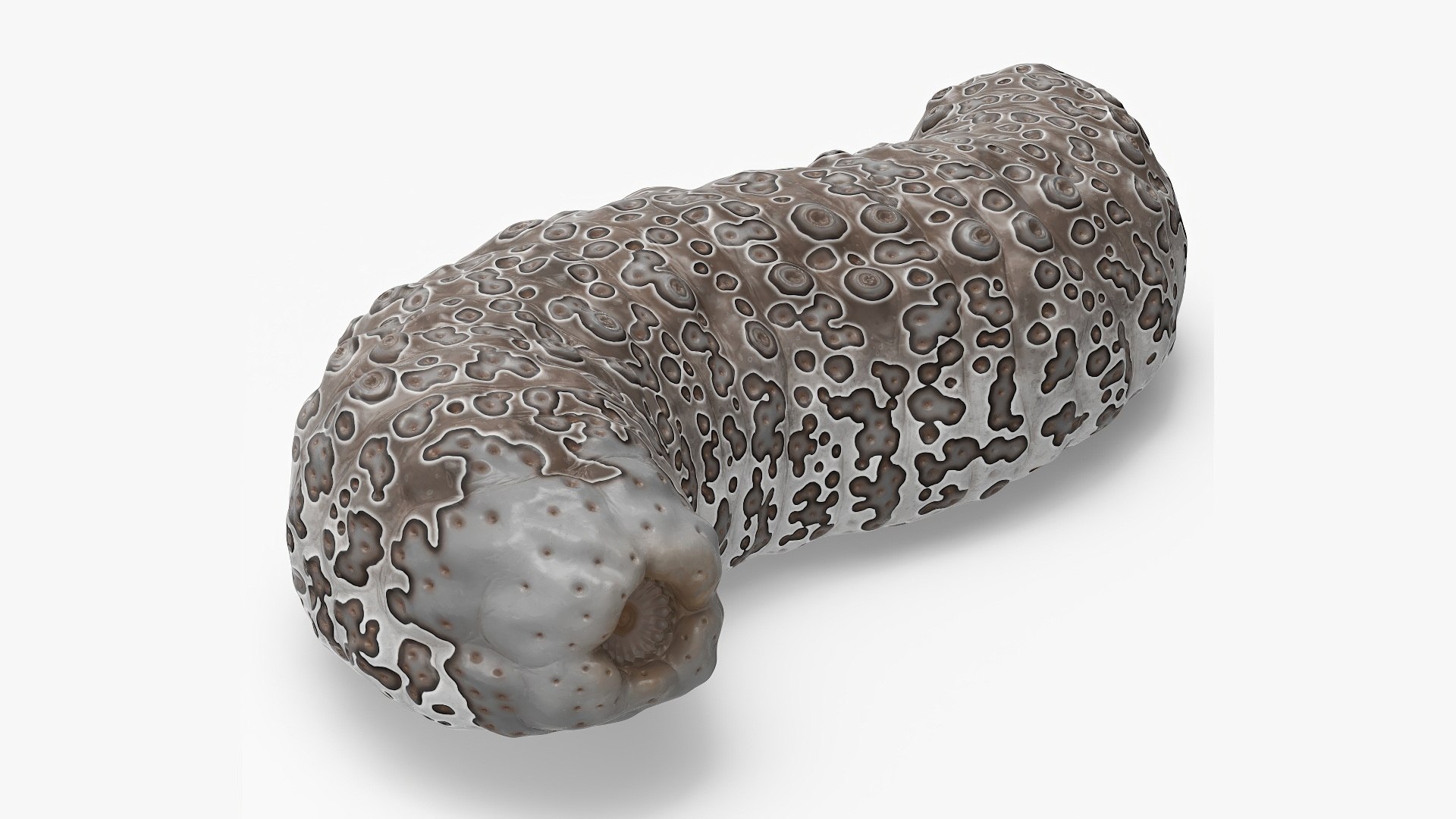 3D Trepang Brown Rigged Model - TurboSquid 2300558